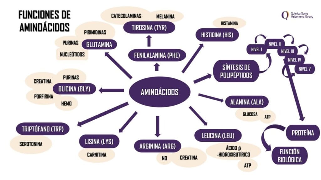 Funciones de los Aminoácidos - Mundo Molecular